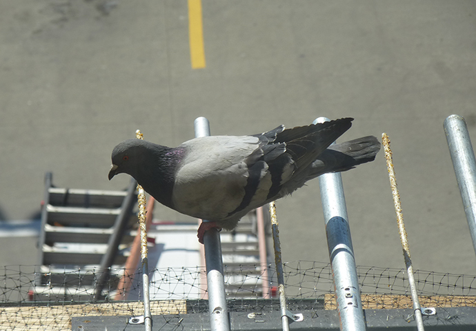 Minimizing Bird and Building Conflicts | KieranTimberlake